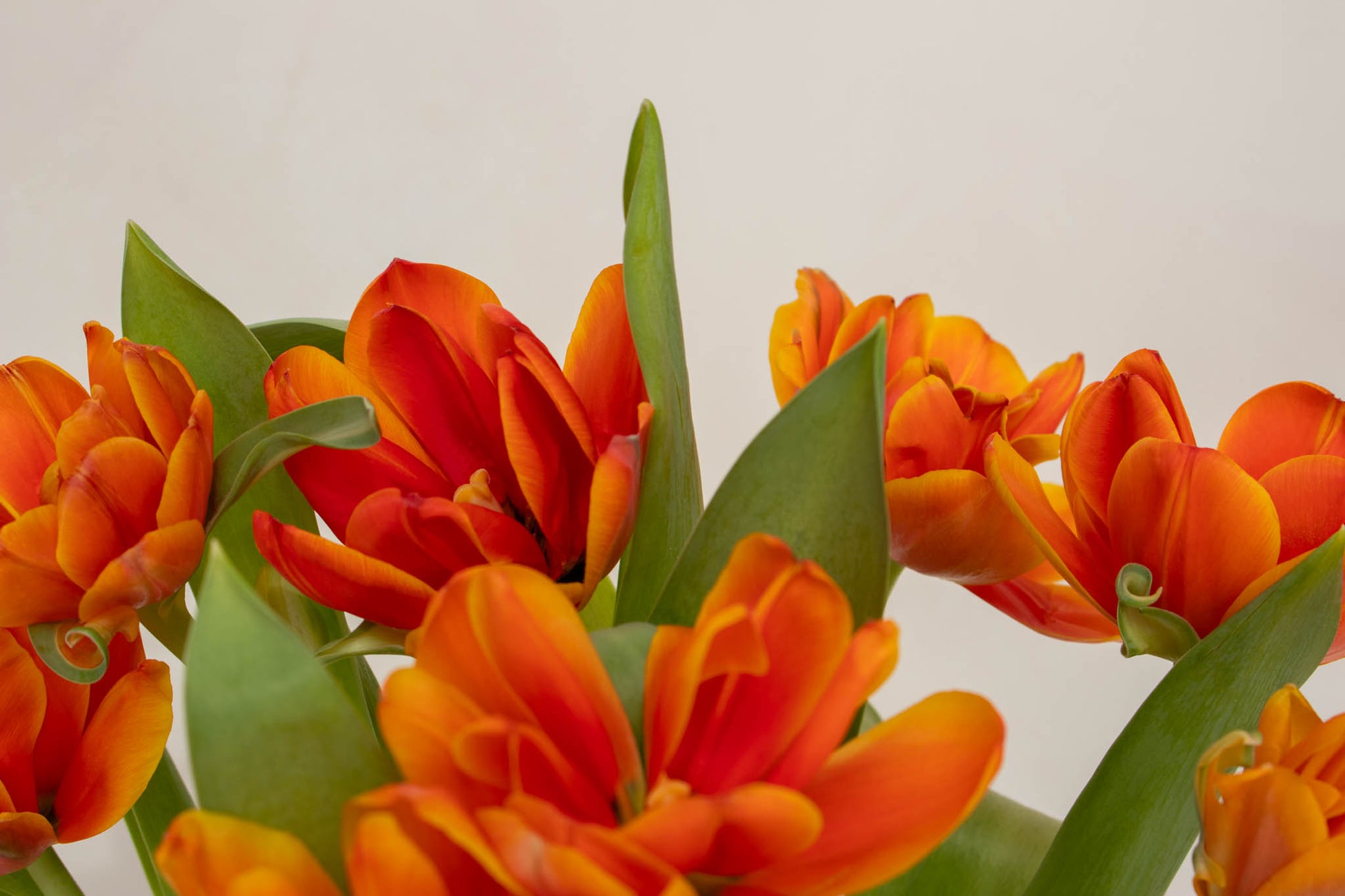 Gold Coast Florist - Daily Delivery from Burleigh Heads – Indigo & Jade ...